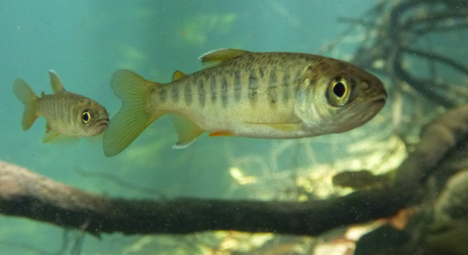 Guidance Documents – Russian River Coho Water Resources Partnership